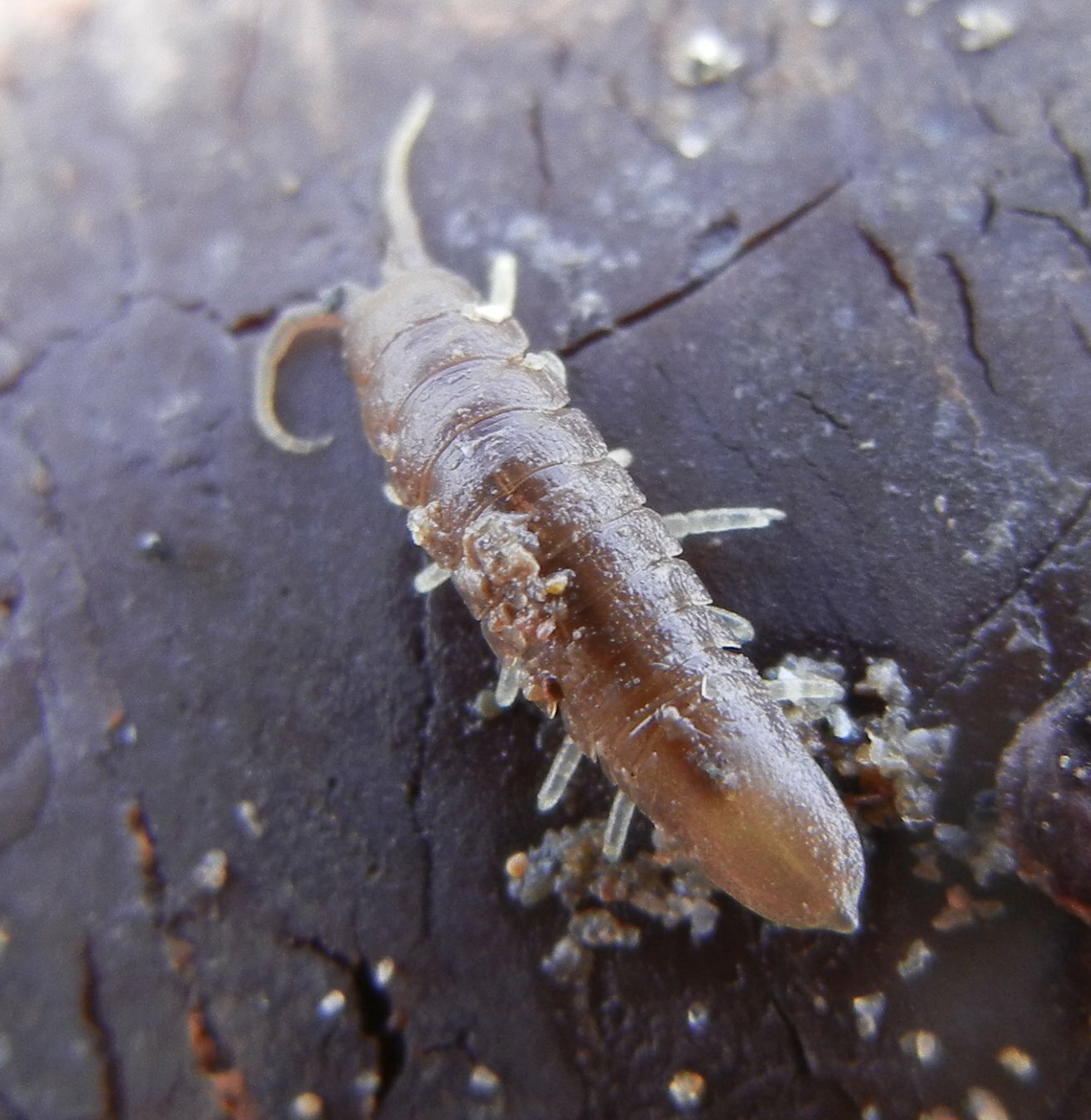 Idotea granulosa Rathke, 1843