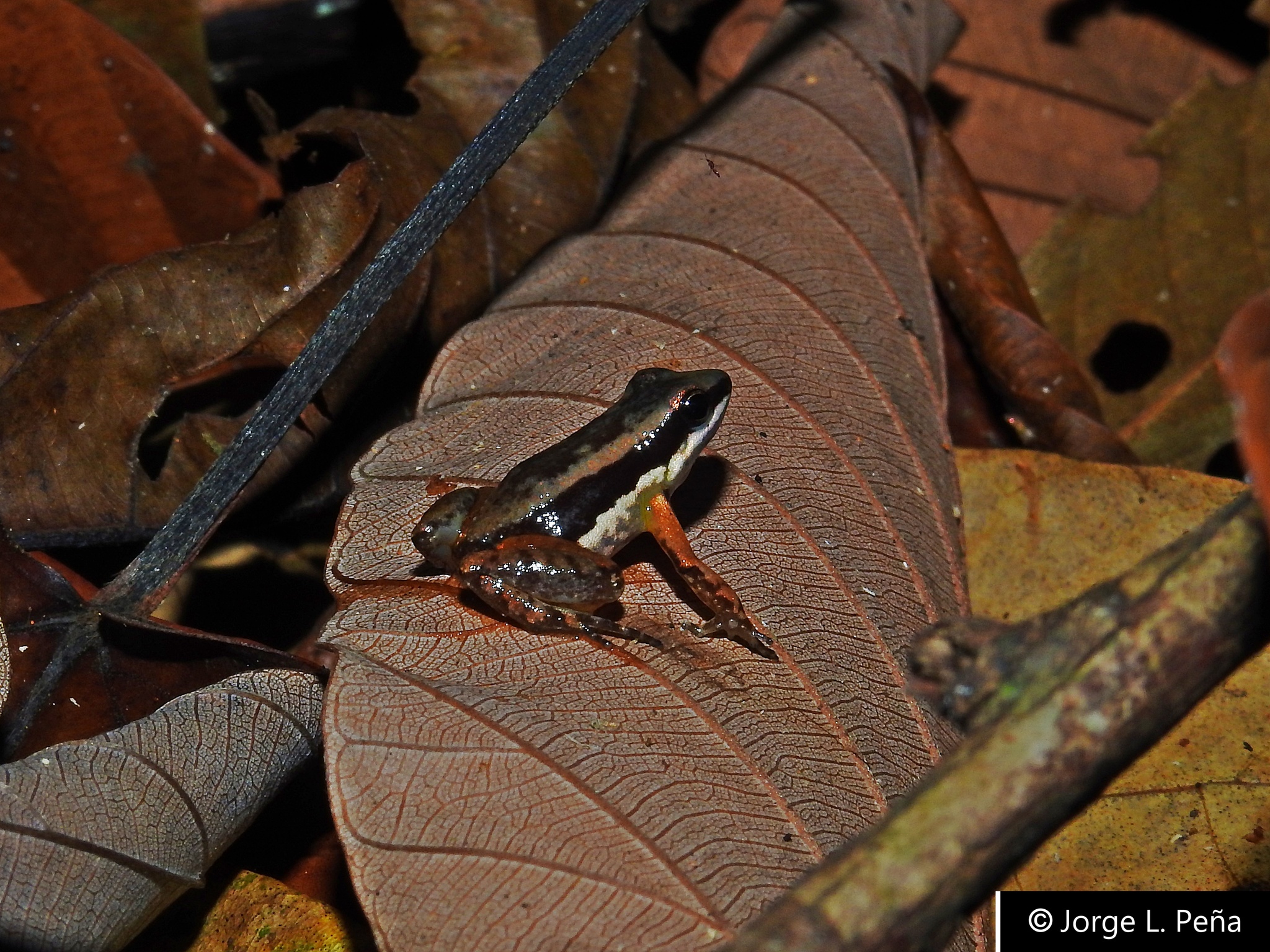 Allobates niputidea Grant, Acosta-Galvis & Rada, 2007