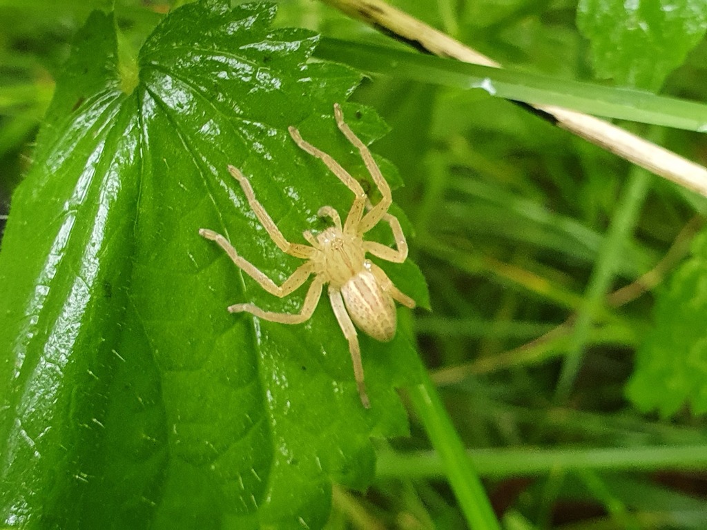 Green Huntsman Spider from 044 16 Bohdanovce, Slovakia on September 30 ...