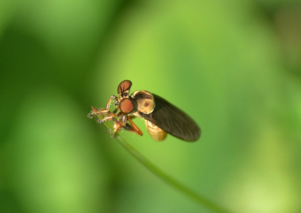 Gnat Ogres from Stark County, OH, USA on August 19, 2022 at 01:41 PM by ...