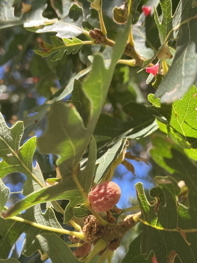 Fuzzy-Gall Wasp from Gibbons Park, Stockton, CA, US on August 19, 2022 ...