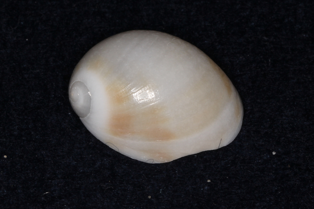 Mammilla melanostoma from Nosy Ve, Madagascar on November 09, 2013 by ...