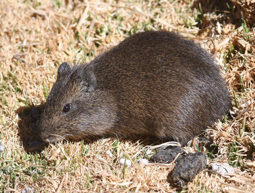 Guinea Pigs (Cavia) - Know Your Mammals