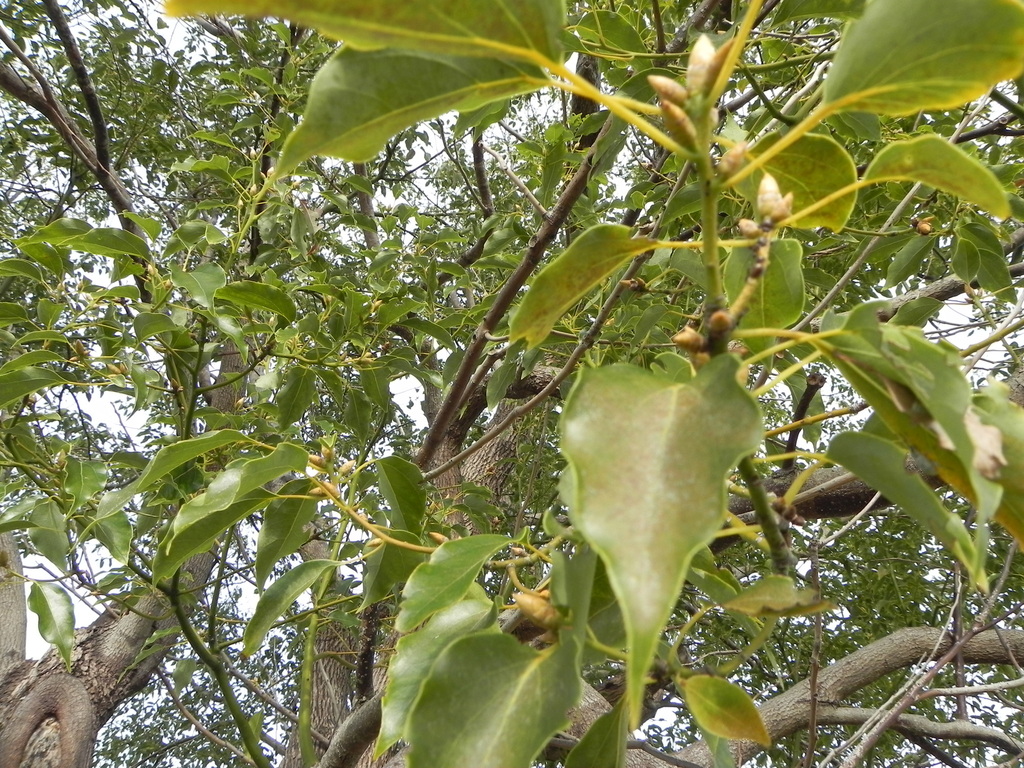 Camphor Tree (LA Urban Forest Program) · iNaturalist