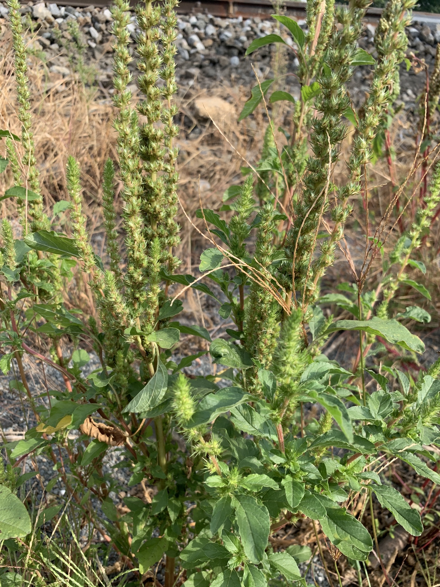 Amaranthus powellii S.Watson