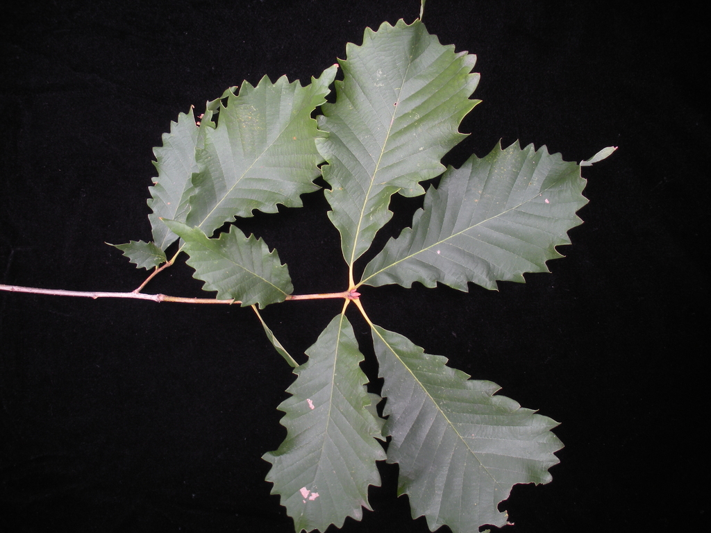 Quercus Prinus Leaf
