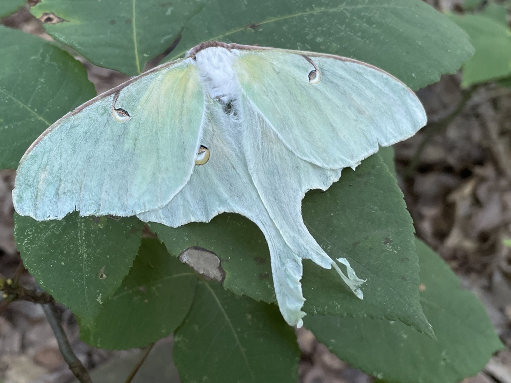 North American Luna Moth from Shenandoah National Park, Bentonville, VA ...
