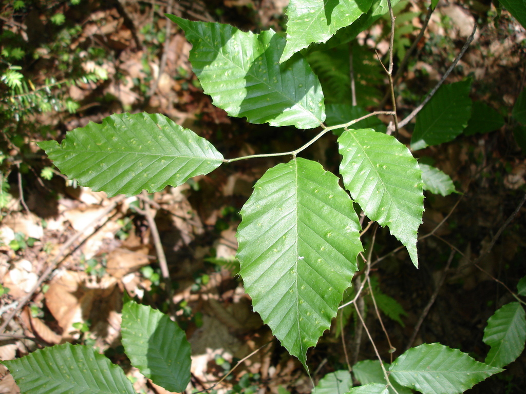 American beech (Vascular Plants of Lost Cove Farm) · iNaturalist