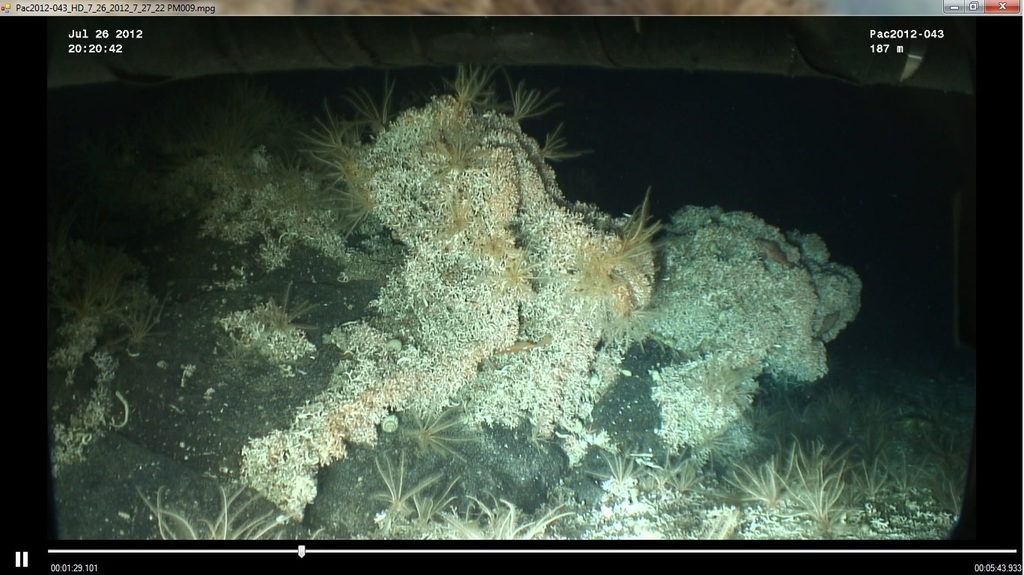 Lophelia pertusa (Seamounts of Canada's Large Offshore Pacific Area of ...