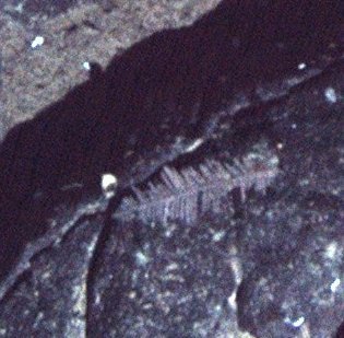 OLD_don't use_Parantipathes sp. (OTU: CA35) (Seamounts of Canada's ...