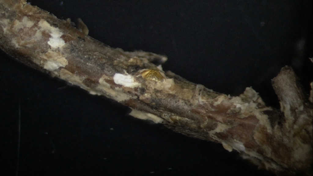 Septobasidium from Deer Run Ln, Nashville, IN, US on August 08, 2022 at ...