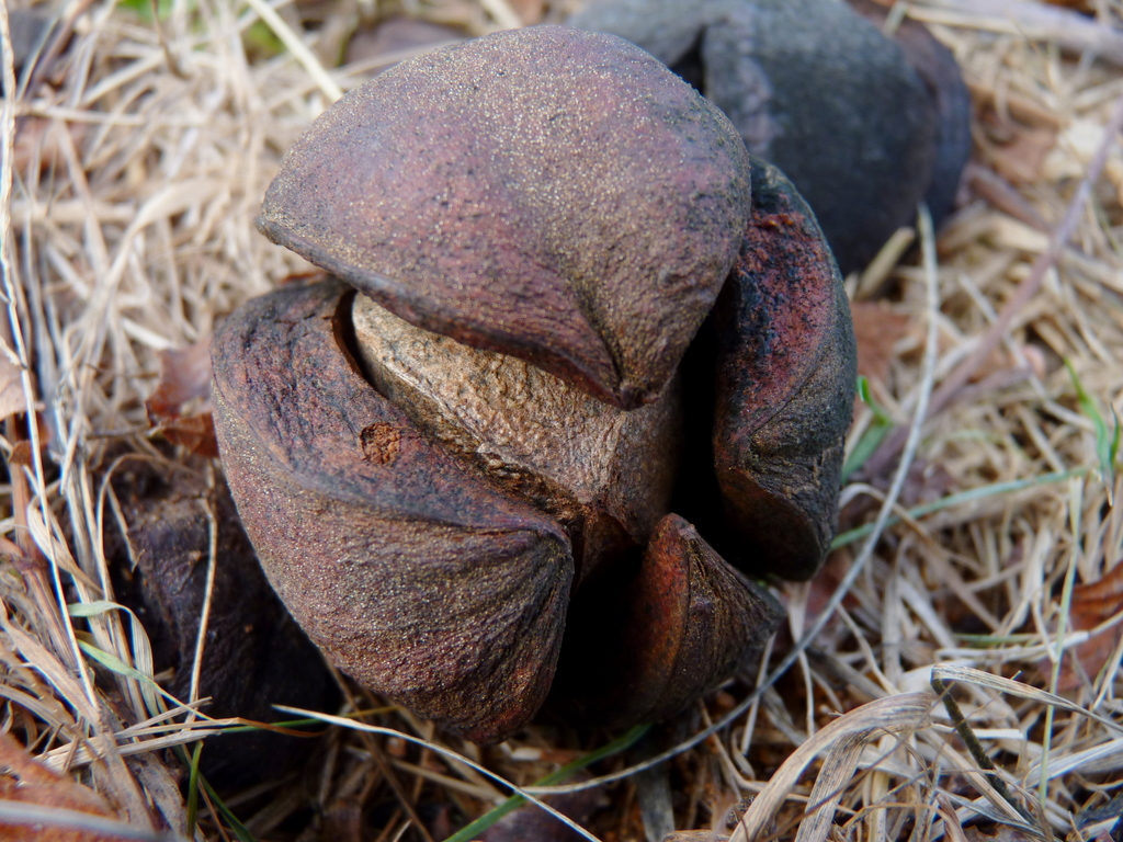 Mockernut Hickory (Vascular Plants of Lost Cove Farm) · iNaturalist