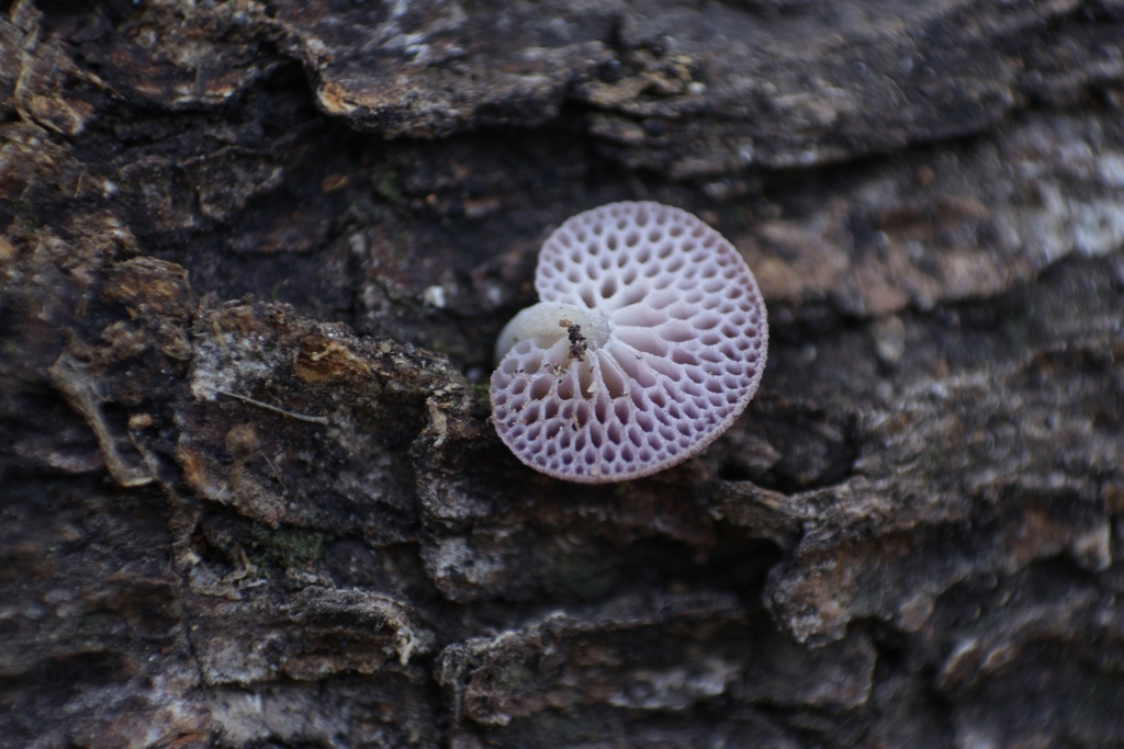 Favolaschia from Cabildo, Valparaíso, Chile on August 8, 2022 at 05:28 ...