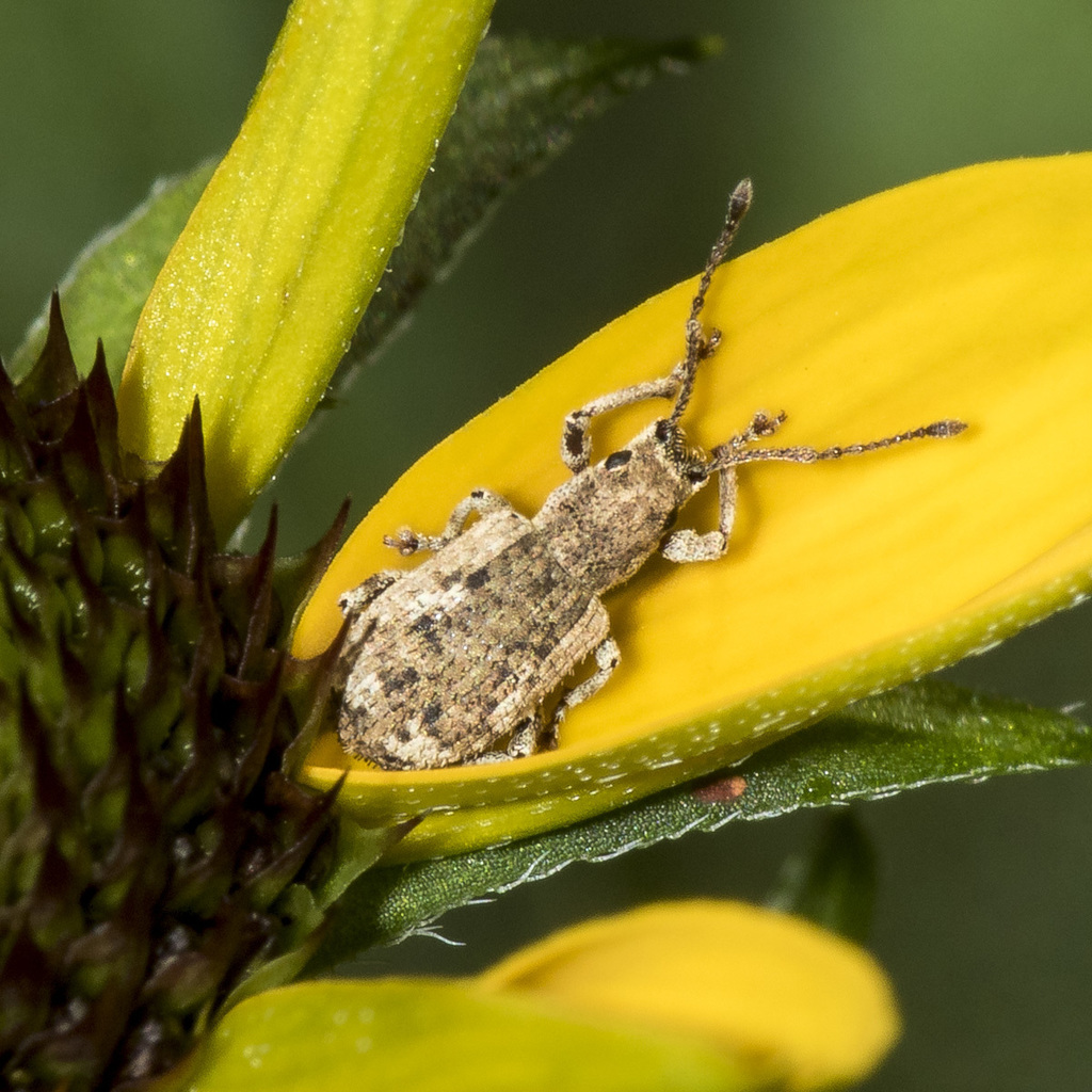 Peach Root Weevil from Rockland County, NY, USA on August 3, 2017 at 01 ...