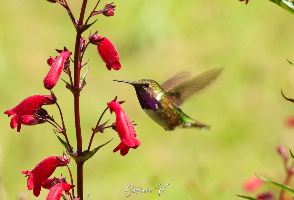 Bumblebee Hummingbird from San Mateo Río Hondo on August 19, 2022 at 12 ...