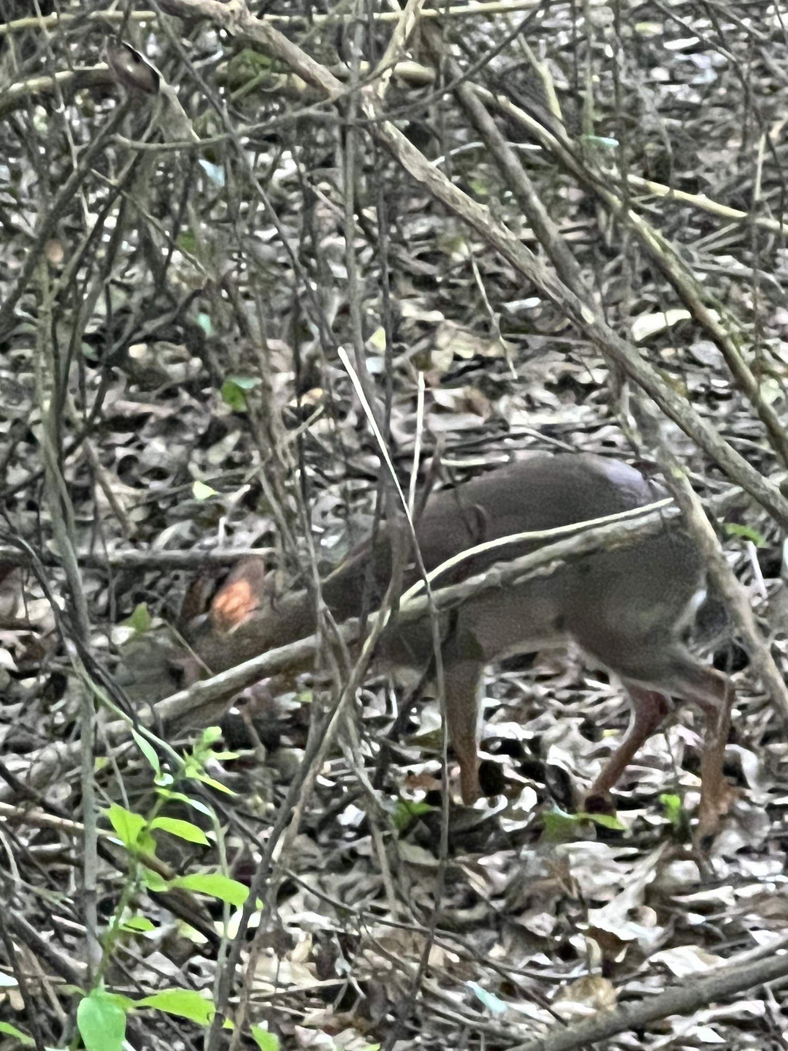 Neotragus moschatus (Von Dueben, 1846)