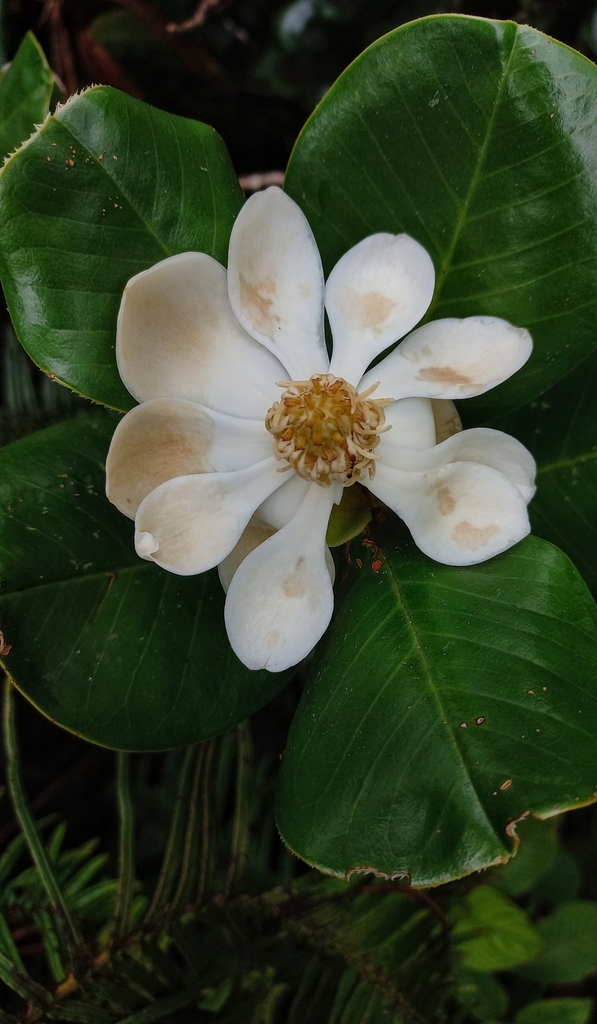 (Magnolia domingensis) - Botanical Realm