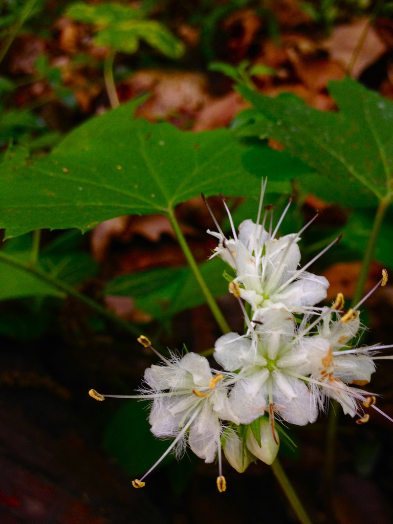 Broad-leaf Waterleaf (Vascular Plants of Lost Cove Farm) · iNaturalist