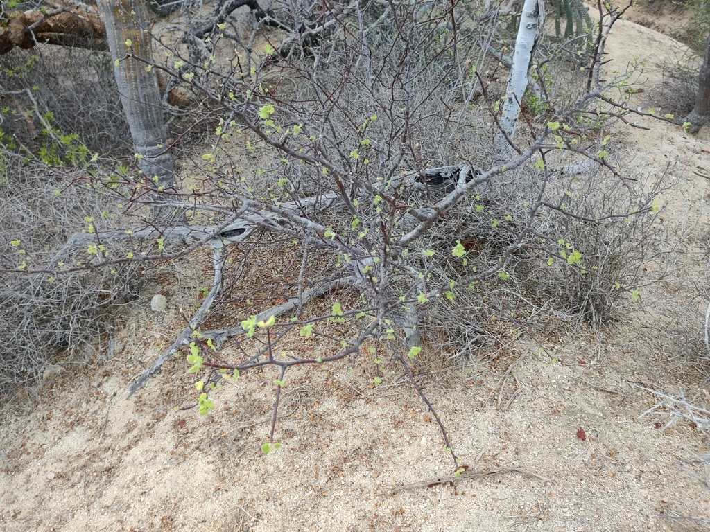 Southern Elephant Tree from Los Cabos, Baja California Sur, Mexico on ...