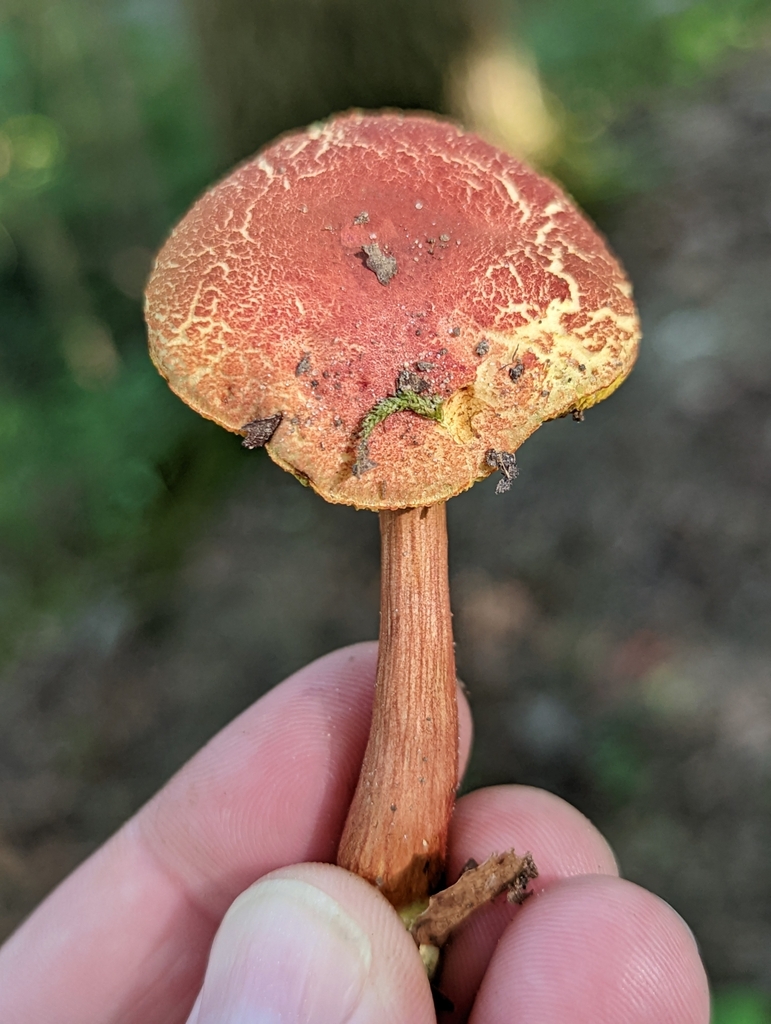 Hortiboletus from Southeast Warren, Indianapolis, IN, USA on August 19 ...