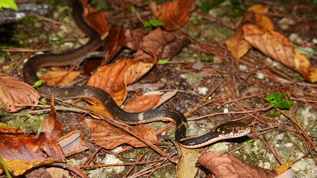 Pryer's Keelback in August 2022 by orthoptera-jp · iNaturalist
