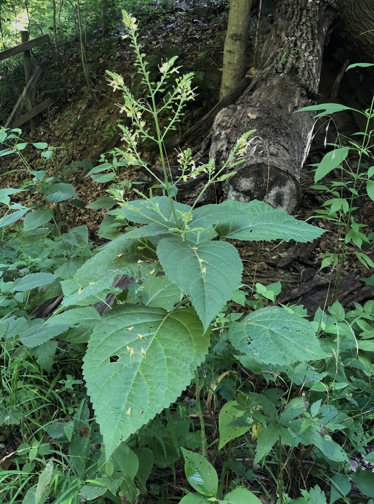 Citronella Horse-Balm (Forbs of Appalachia) · iNaturalist