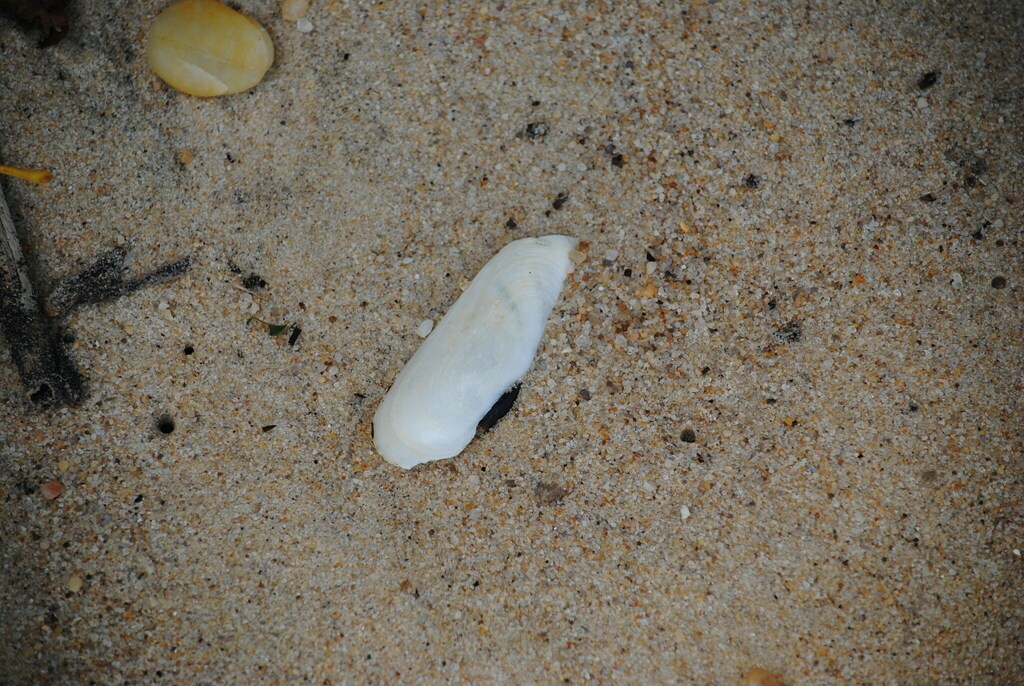 Stout Tagelus from Dares Beach, MD 20678, USA on August 19, 2022 at 01: ...