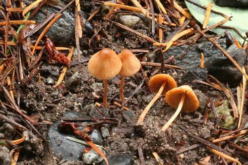 copse conecap (Conocybe dumetorum) · iNaturalist