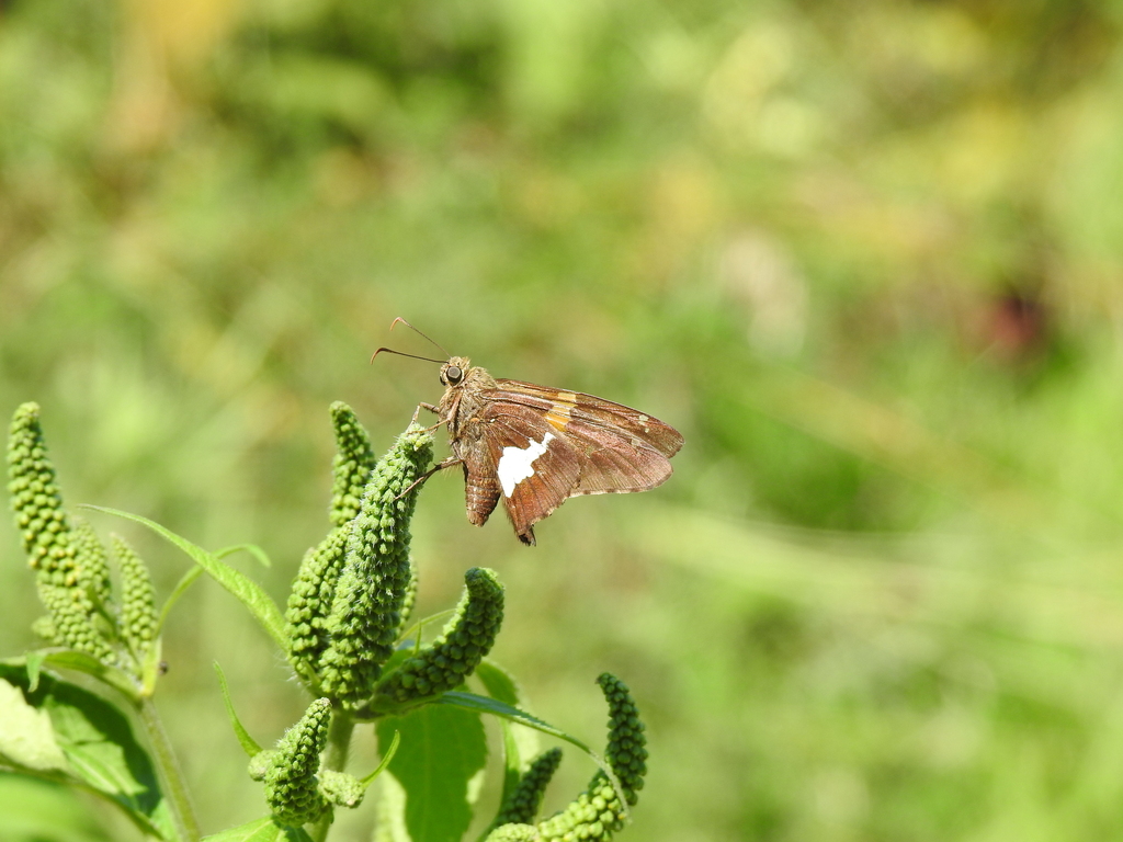Silver-spotted Skipper from Ames, IA, USA on August 17, 2022 at 03:09 ...
