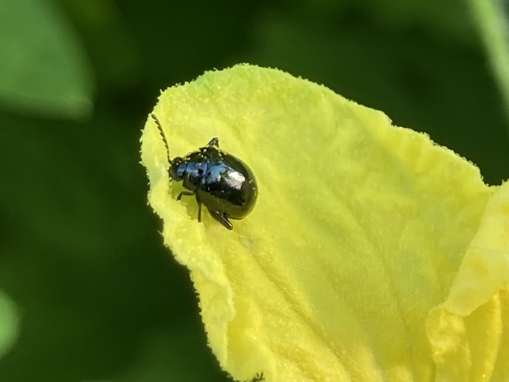 Nonarthra cyanea from 南烏山2丁目, 世田谷区, 東京都, JP on August 20, 2022 at 07:01 ...