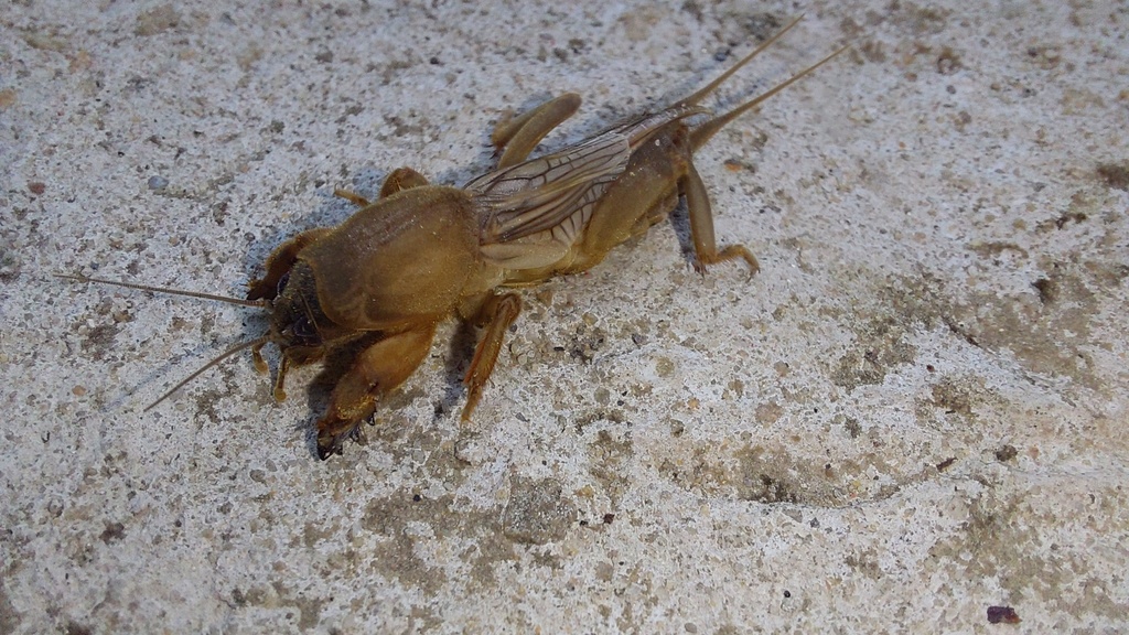 Mole Crickets from Villanueva, Casanare, Colombia on August 19, 2022 at ...
