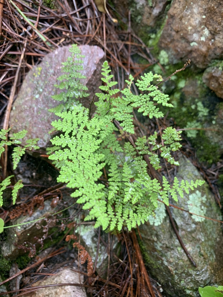 Fendler's lipfern from Cochise County, US-AZ, US on August 19, 2022 at ...