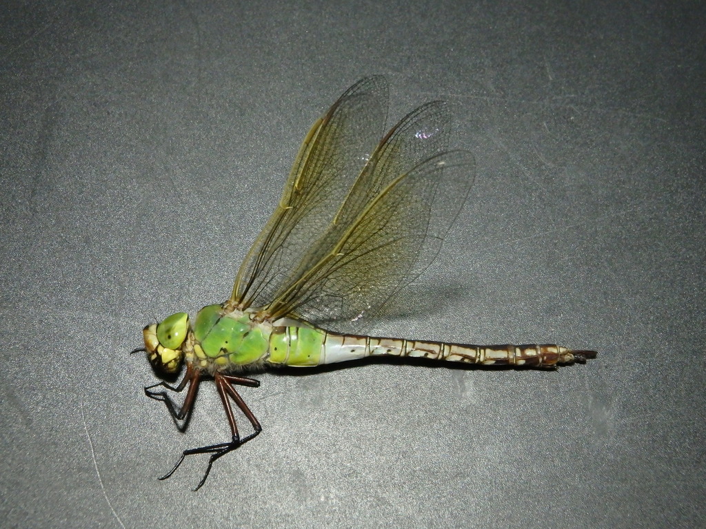 Anax julius from 日本、〒811-0118 福岡県糟屋郡新宮町相島 on May 06, 2015 at 04:20 PM ...