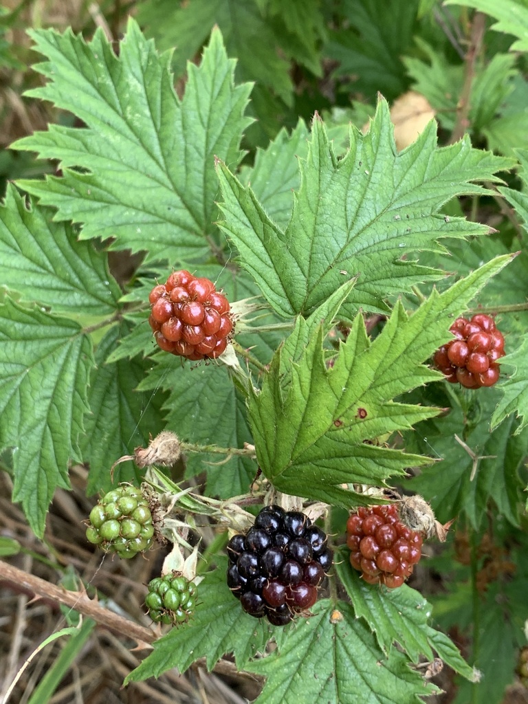 Cutleaf Blackberry (Native and Naturalized-but-not-Invasive Understory ...