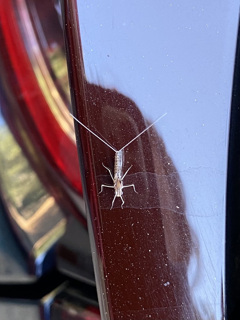 Mexican Bush Katydid from Sanborn County Park, Saratoga, CA, US on ...