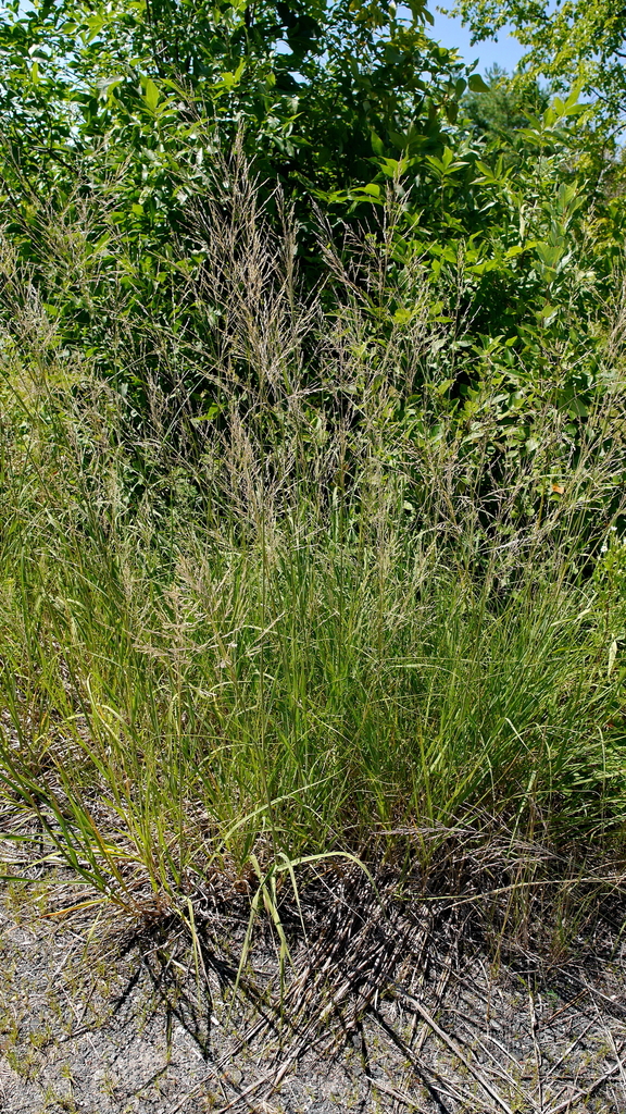 prairie sandreed from Algoma District, ON, Canada on August 19, 2022 at ...