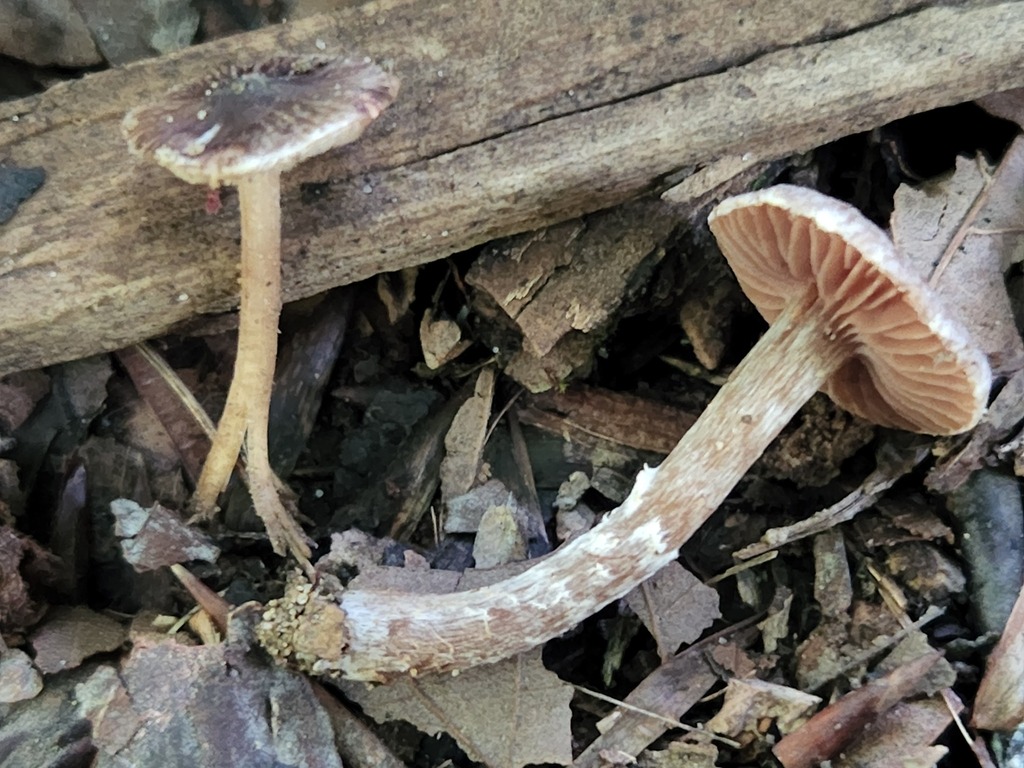 Webcaps from Union Township, IN, USA on August 12, 2022 at 01:52 PM by ...