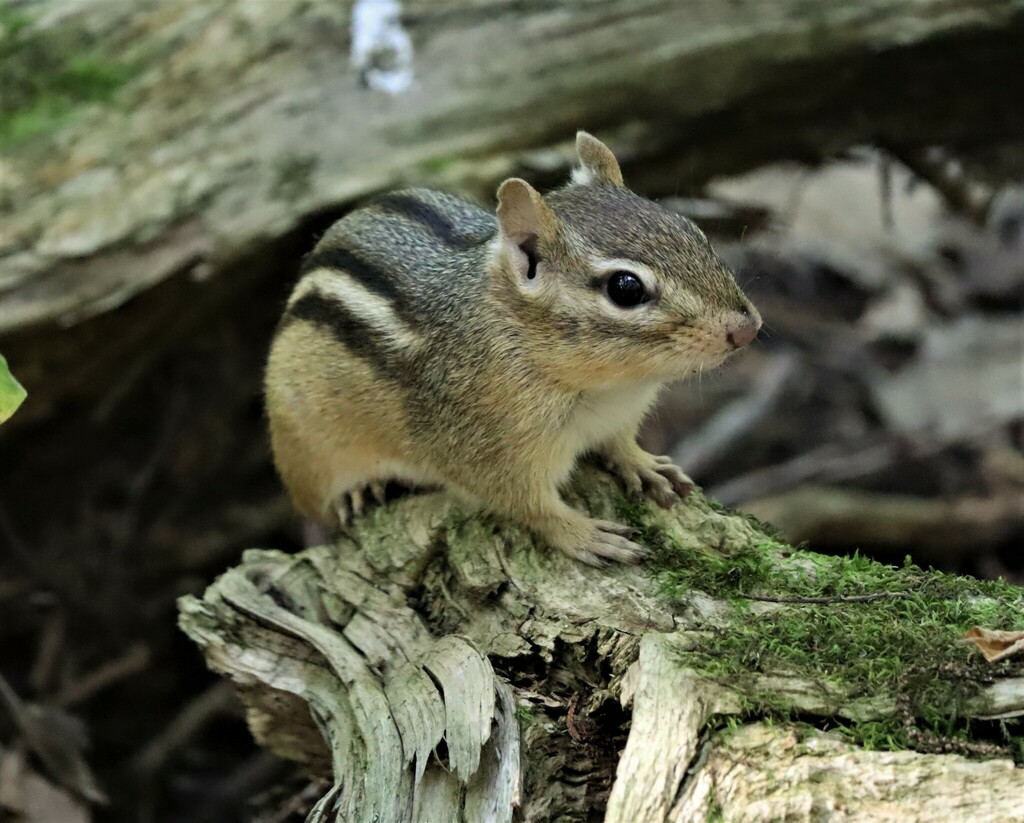 Eastern Chipmunk from Belleville, ON, Canada on August 19, 2022 at 03: ...