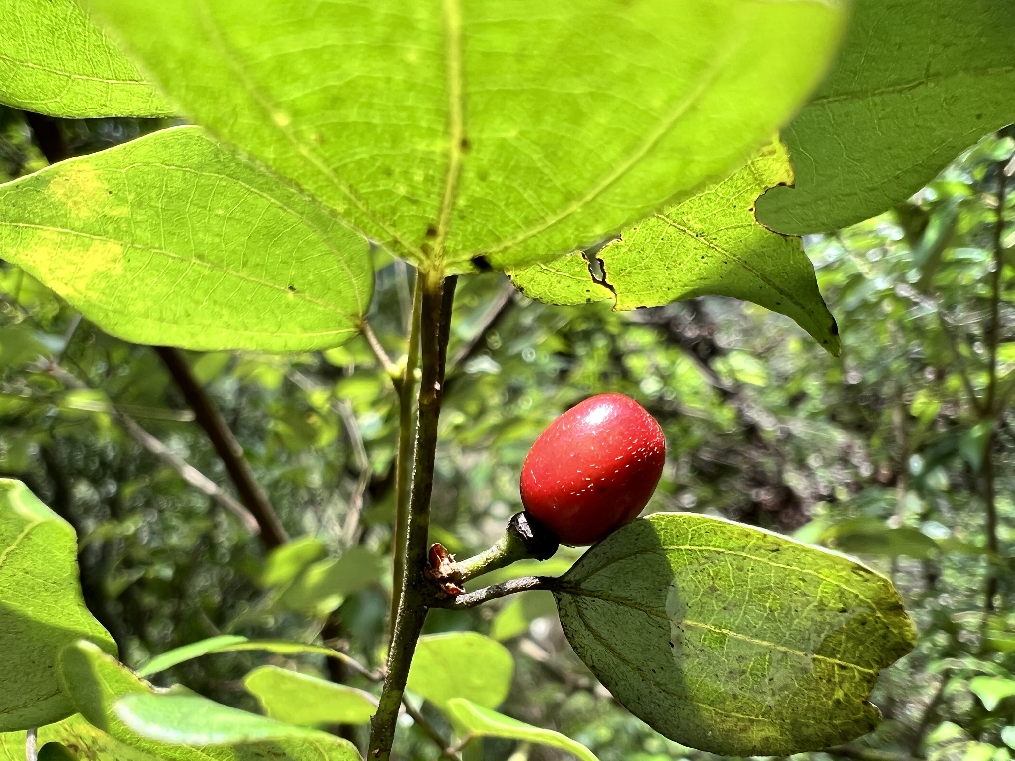 Lindera aggregata (Sims) Kosterm.