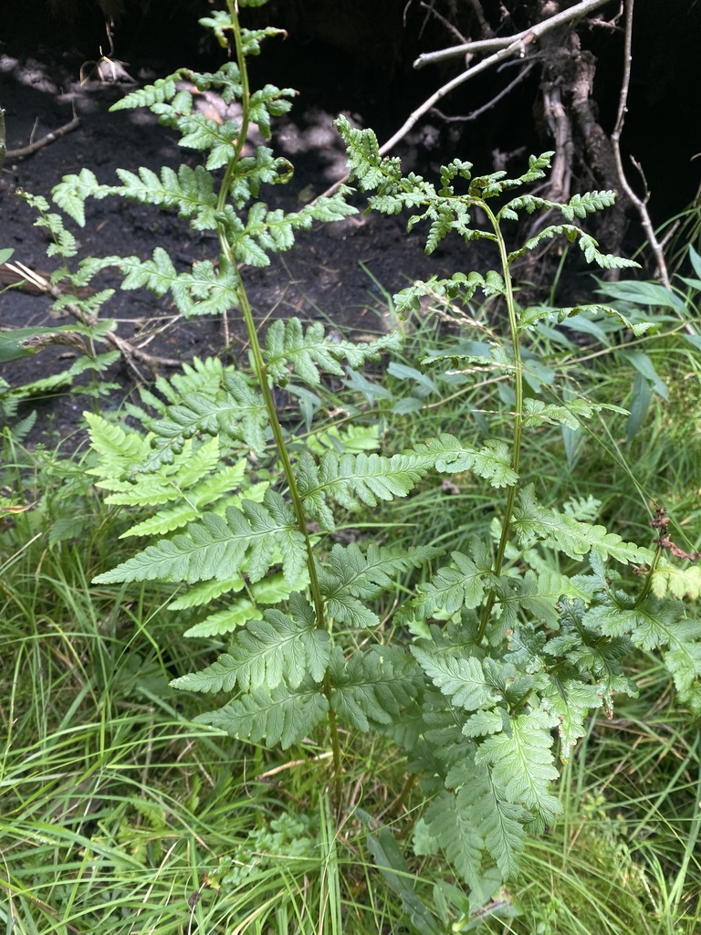 crested wood fern from Ottawa National Forest, Marenisco, MI, US on ...