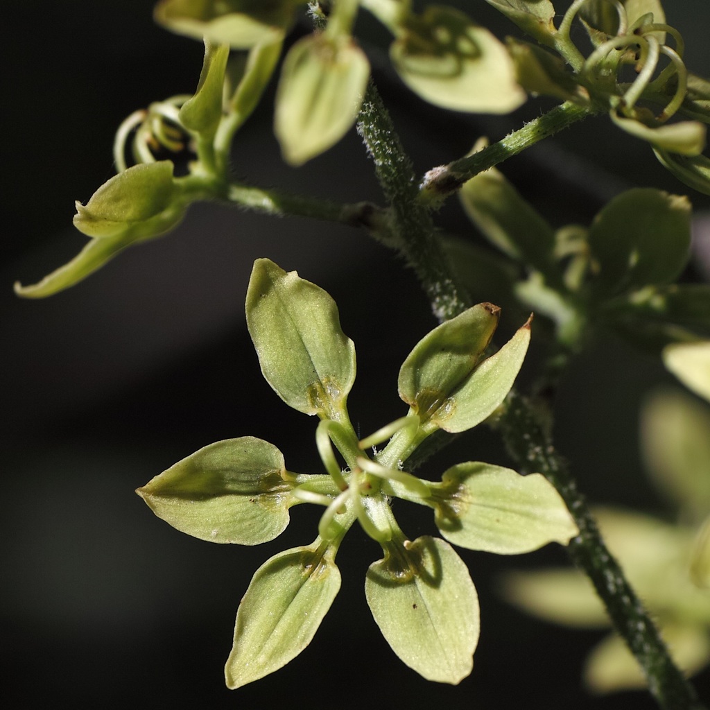 Virginia bunchflower in August 2015 by bendingtree. Infrequent ...