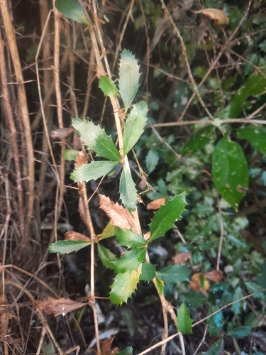 Observations by alice_shanks · iNaturalist
