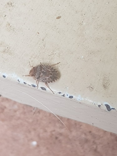 Kapunda tepperi · iNaturalist