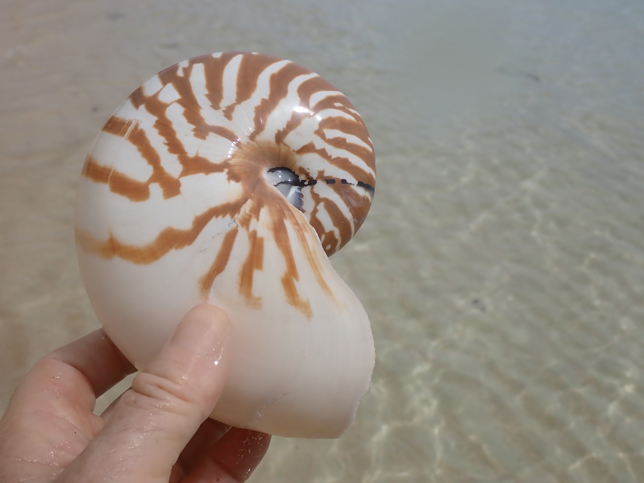 Nautilus Linnaeus, 1758