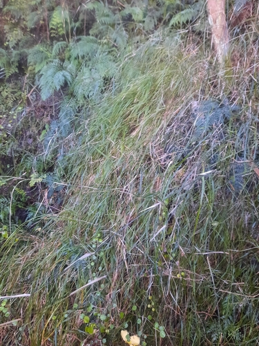 Observations by alice_shanks · iNaturalist
