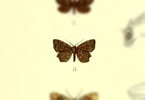 Epiplema tenebrosa · NaturaLista Colombia