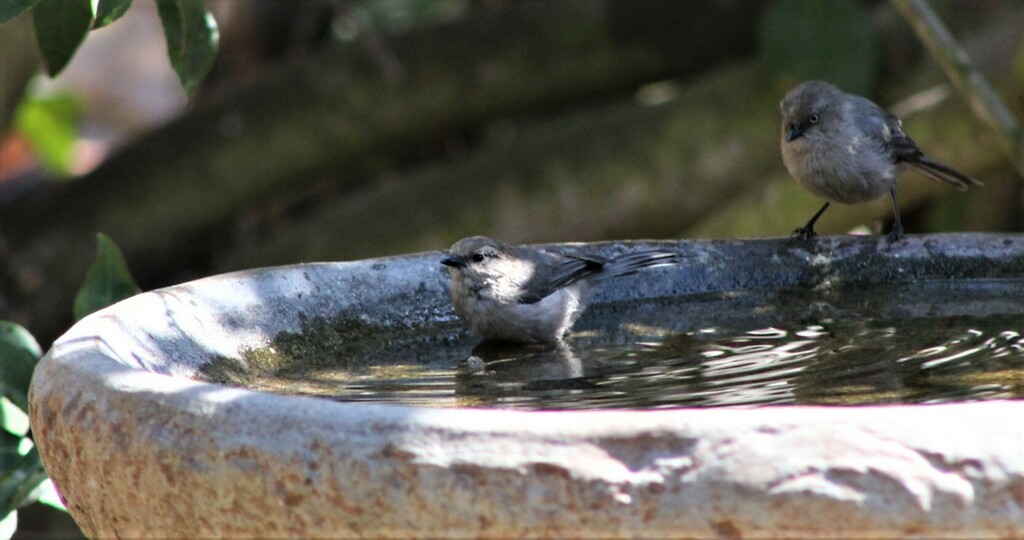 Bushtit from Clairemont, San Diego, CA, USA on August 19, 2022 at 03:50 ...