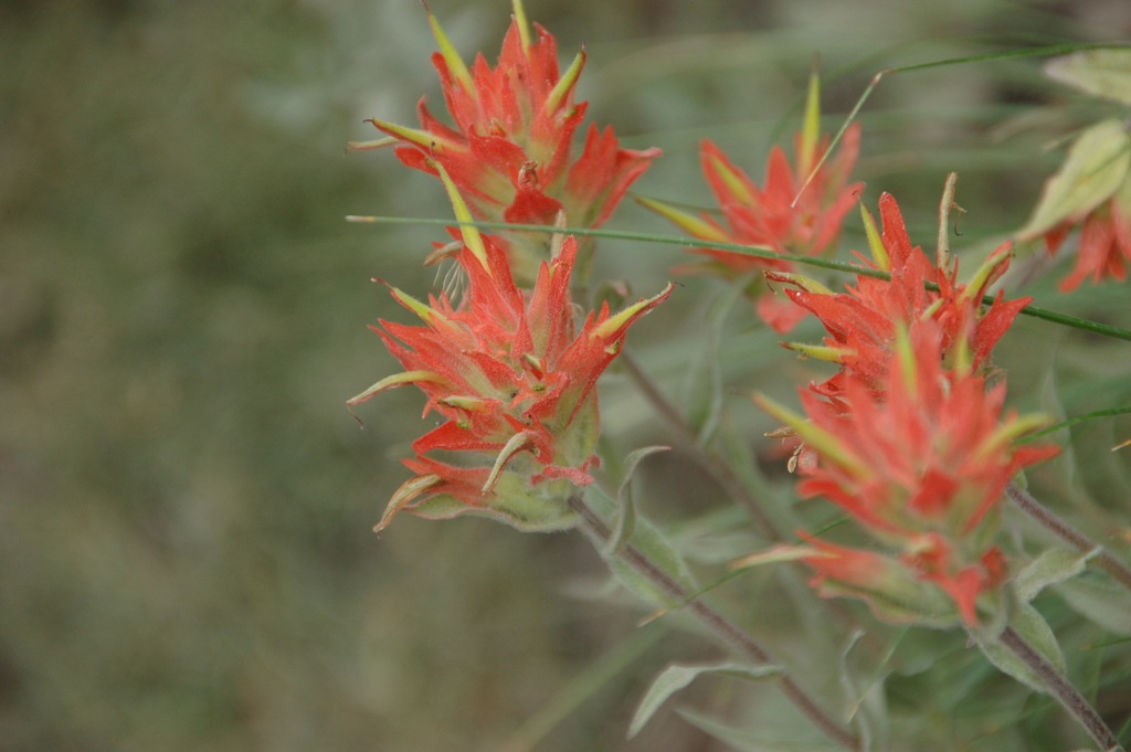 giant red Indian paintbrush in August 2022 by Gunnar Bonk · iNaturalist
