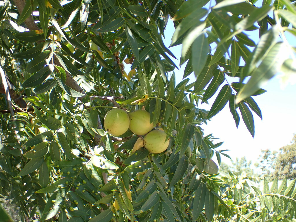 Northern California Black Walnut (Trees and Shrubs of Folsom ...