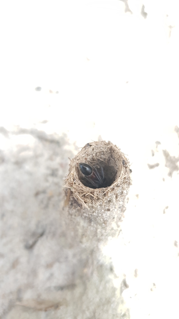 Giant Sugar Ant from South Turramurra NSW 2074, Australia on August 20 ...